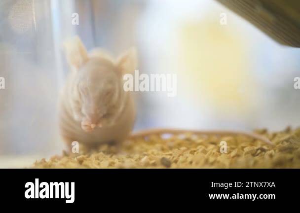 Mouse in lab experiments Stock Videos & Footage - HD and 4K Video Clips ...