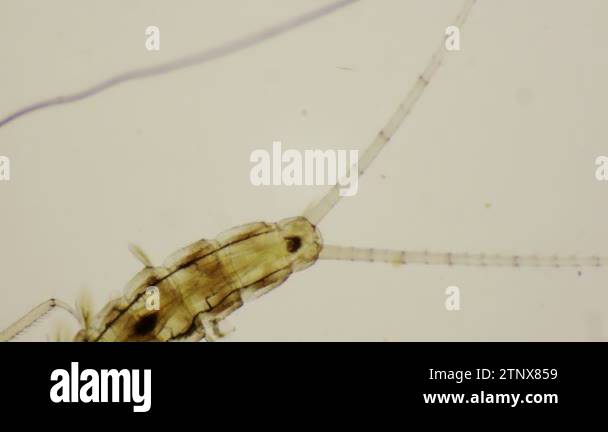 Mayfly nymph, dorsal view under the microscope in 4k Stock Video ...