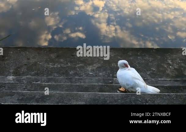 Animal reflex Stock Videos & Footage - HD and 4K Video Clips - Alamy