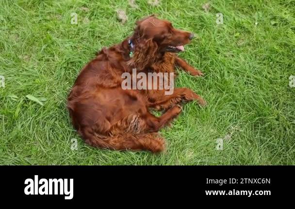 English setter hunt Stock Videos & Footage - HD and 4K Video Clips - Alamy