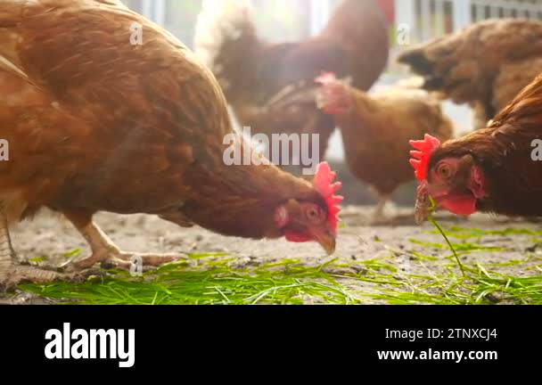 Chicken bird eat grain Stock Videos & Footage - HD and 4K Video Clips ...