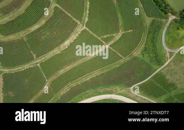 Plantation landscapes Stock Videos & Footage - HD and 4K Video Clips ...