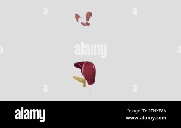 The accessory organs include the teeth, tongue, and glandular organs ... The accessory organs include the teeth, tongue, and glandular organs ...