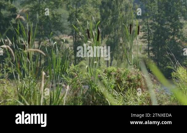 Tall cattails on lake Stock Videos & Footage - HD and 4K Video Clips ...