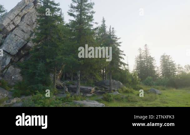 Tree trees rock forest Stock Videos & Footage - HD and 4K Video Clips ...