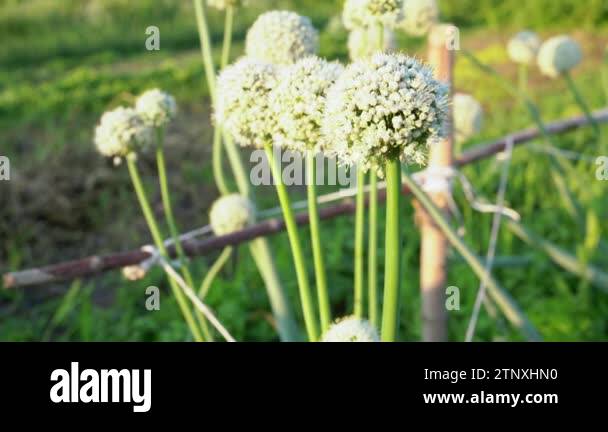Onion seed heads Stock Videos & Footage - HD and 4K Video Clips - Alamy