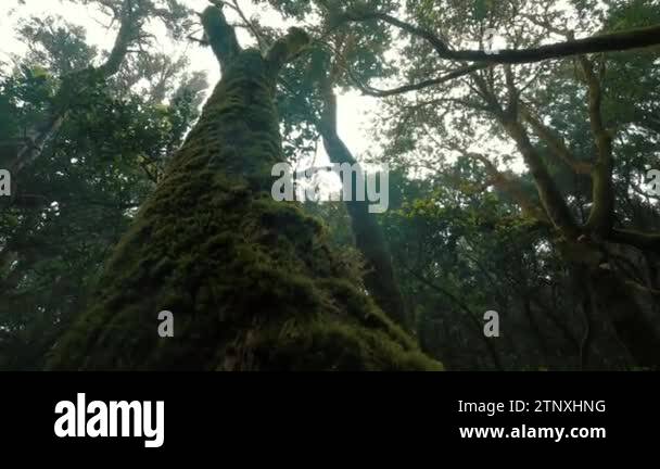 Green dark and empty wild forest trees scenic place. Adventure and ...