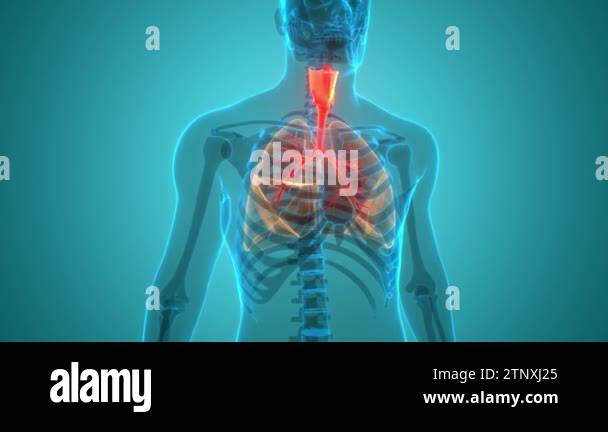 Human Respiratory System Lungs Anatomy Animation Concept. 3D Stock ...