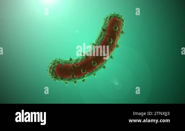 Rabies virus microscope Stock Videos & Footage - HD and 4K Video Clips ...