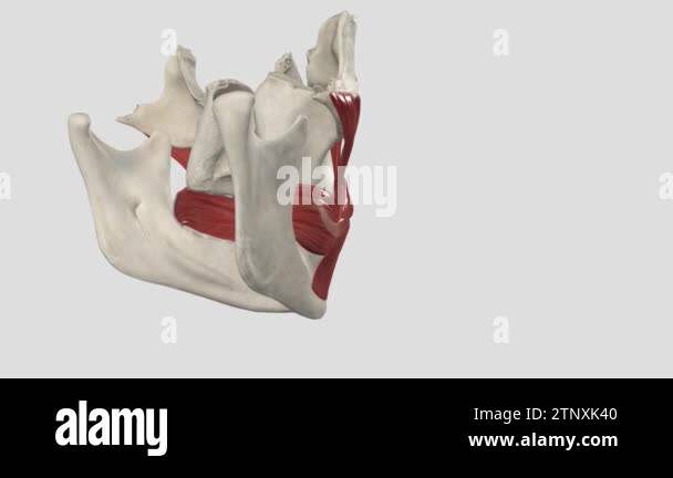 The buccolabial muscles form a subgroup of the facial muscles ...