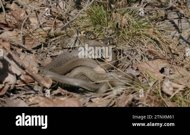 Snakes mate in the spring. These are Grass snakes (Natrix natrix). Also ...