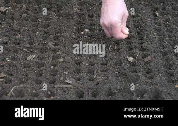 Man planting seeds in the soil. Straight lines of round cells in raw ...