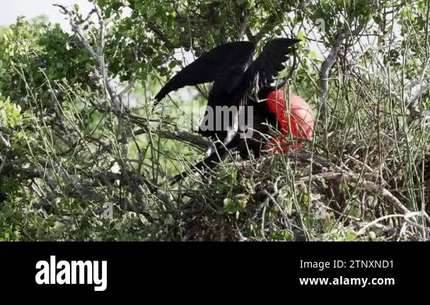 slow motion of a Magnificent frigatebird, Fregata magnificens, is a big ...
