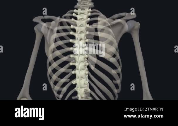 In vertebrates, thoracic vertebrae compose the middle segment of the ...