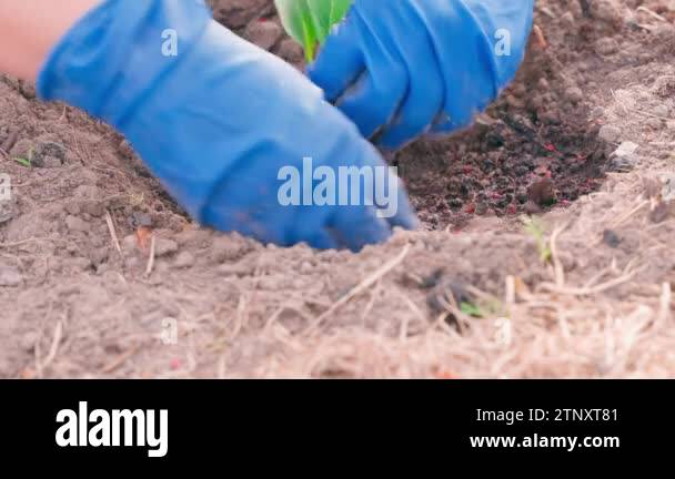 A pedantic approach to planting cabbage seedlings in the soil. Hands in ...