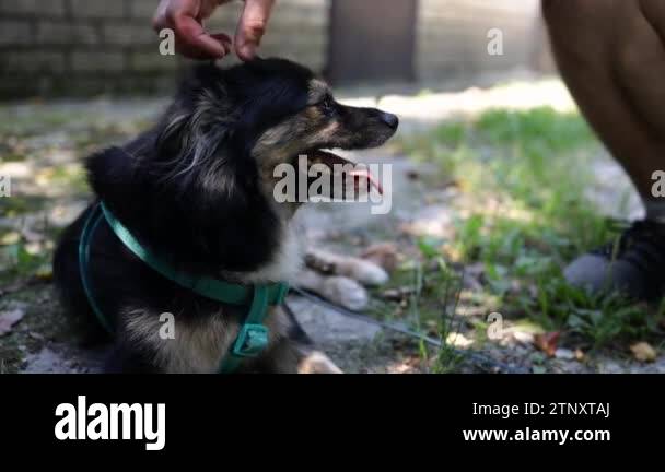 Cute small dog and his owner playing together outdoors in park. Furry ...