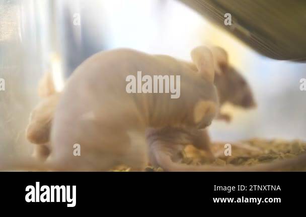 Mouse in cage a lot of. Big Group of Pet White Mice in an Aquarium ...