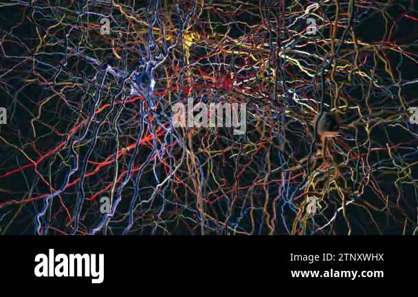 A neural network with neuronal connections transmitting synapses ...