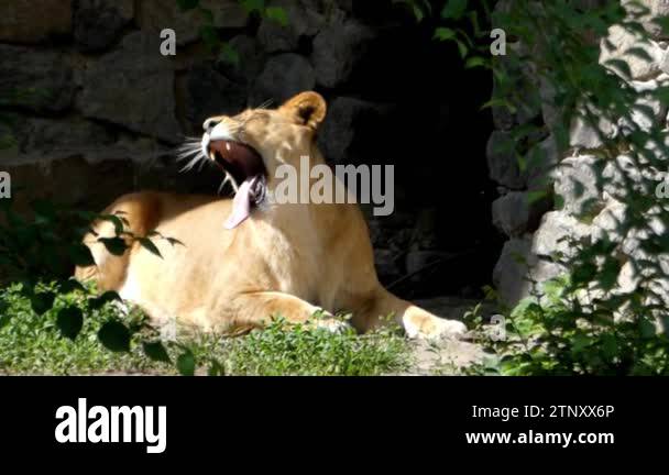 Lioness front view east africa Stock Videos & Footage - HD and 4K Video ...