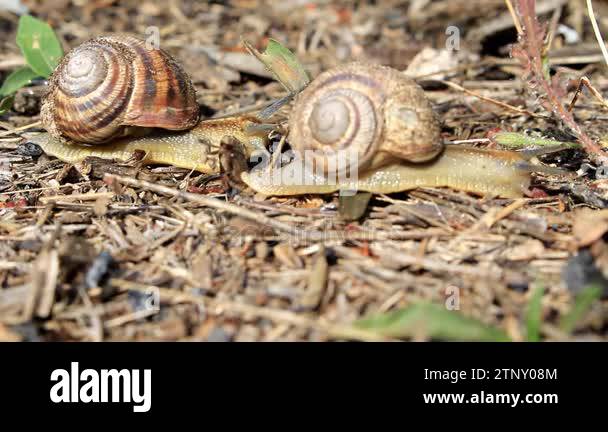 Field snails Stock Videos & Footage - HD and 4K Video Clips - Alamy