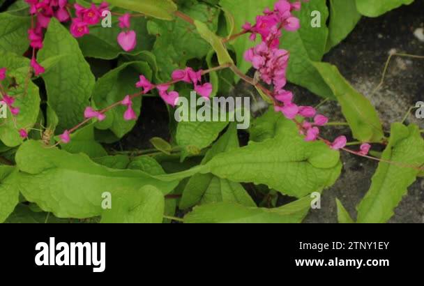 Love creeper flower Stock Videos & Footage - HD and 4K Video Clips - Alamy