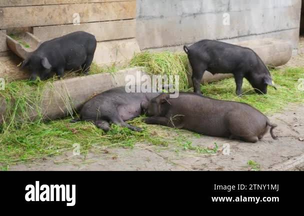Farm animals in barn Stock Videos & Footage - HD and 4K Video Clips - Alamy