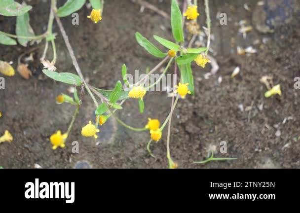 Acmella paniculata (Jotang, getang, gulang, egetan, srunen, seruni sapi ...