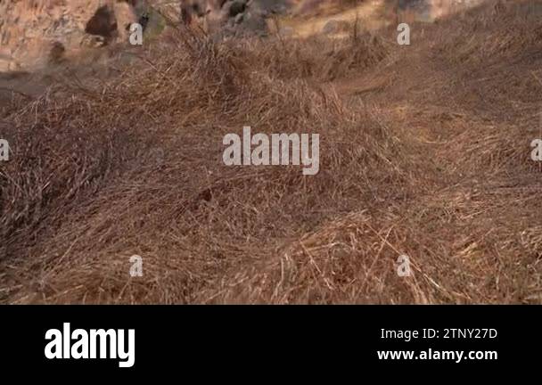 Sindhudurg Fort built by Chhatrapati Shivaji Maharaj in the center of ...