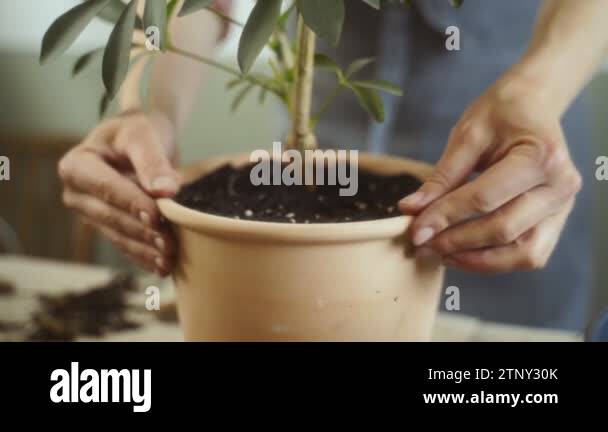 Lifting plant from pot Stock Videos & Footage - HD and 4K Video Clips ...