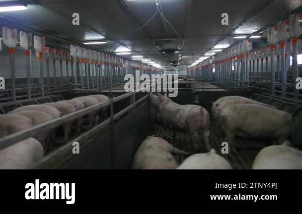 pig farm compartment 4 level Stock Video Footage - Alamy