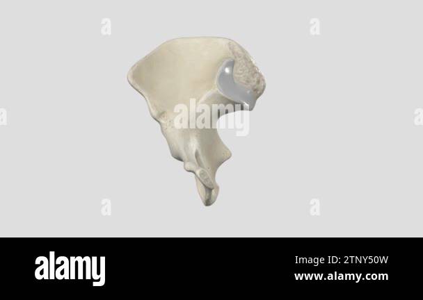 The hip joint is a ball and socket joint that is the point of ...