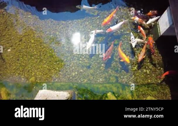 Watching fish in peaceful pond Stock Videos & Footage - HD and 4K Video ...