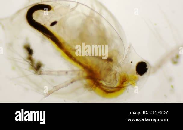 Daphnia pulex or common water flea under the microscope in 4k Stock ...