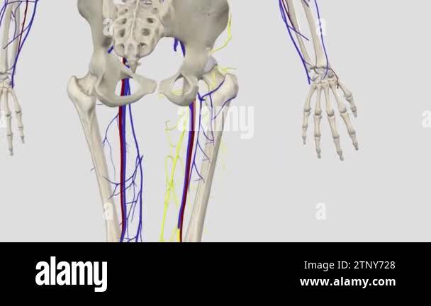 The deep femoral vein, deep vein of the thigh or profunda femoris vein ...