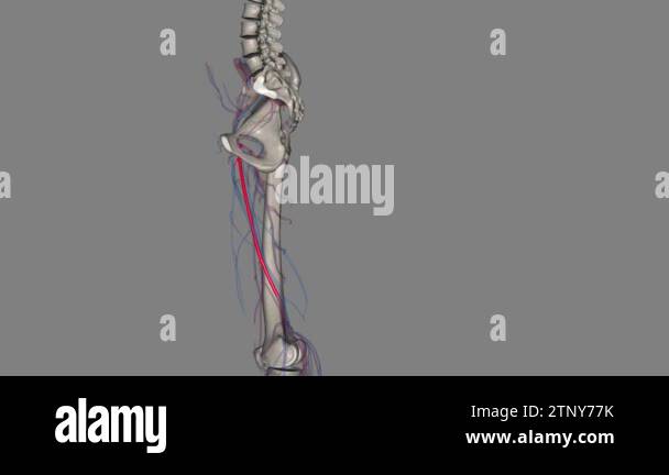 The femoral artery is a large artery in the thigh and the main arterial ...