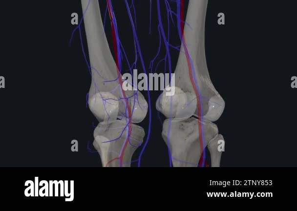the veins that accompany the genicular arteries they drain blood from ...