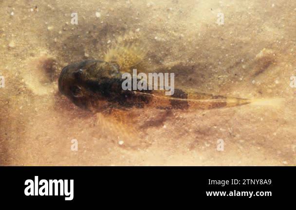 Bullhead fish Stock Videos & Footage - HD and 4K Video Clips - Alamy