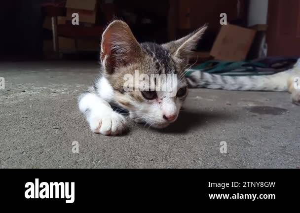 Laying forward Stock Videos & Footage - HD and 4K Video Clips - Alamy