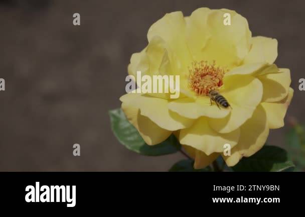 Honey bee landed Stock Videos & Footage - HD and 4K Video Clips - Alamy