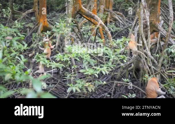 Selective focus Proboscis monkey (Nasalis larvatus) is active in the ...