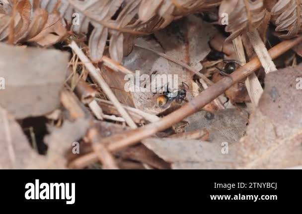 Polyrhachis ammon Stock Videos & Footage - HD and 4K Video Clips - Alamy