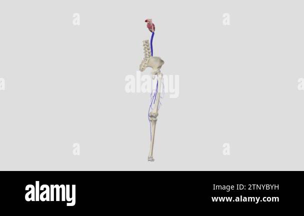 The great saphenous vein is a large venous blood vessel running near ...