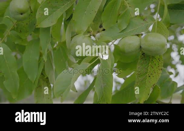 Walnuts on tree branch before harvest. Uncooked green nuts and leaves ...