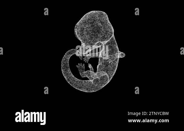3D Animal embryo rotates on black bg. Wild animals concept. Protection ...