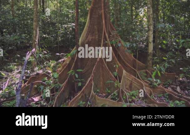 Tree with buttress roots in rain forest Stock Videos & Footage - HD and ...