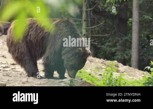 Leader of pack Stock Videos & Footage - HD and 4K Video Clips - Alamy