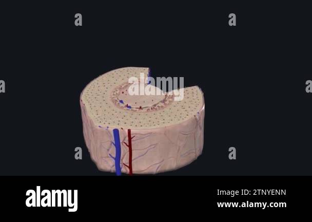 Cross section of a human bone showing bone marrow, spongy bone and ...