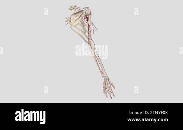 The thoracoacromial artery gives off four branches to supply the ...