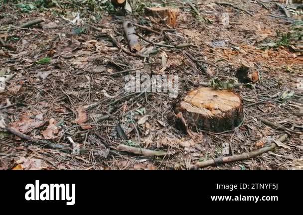 Felled tree in the forest. Stump from a newly felled tree. The problem ...