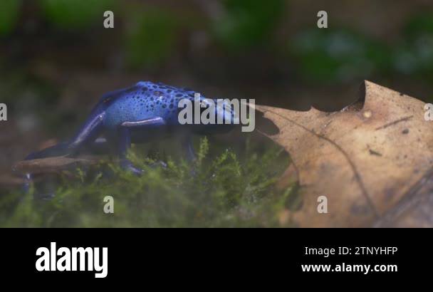 Tree frog in jungle Stock Videos & Footage - HD and 4K Video Clips - Alamy